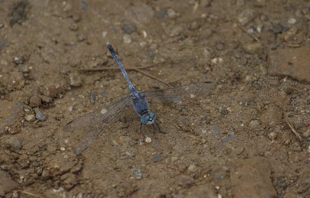 Chalky Percher (Odonata (dragonflies and damselflies) of the British ...