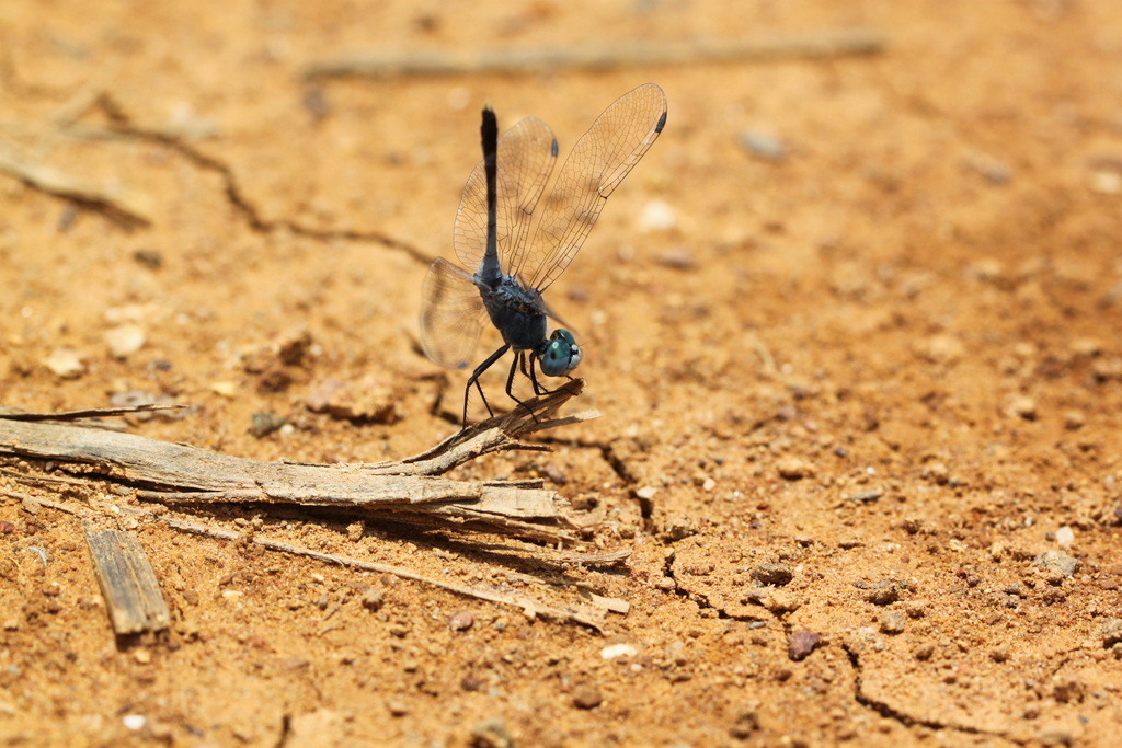 Chalky Percher (Odonata (dragonflies and damselflies) of the British ...