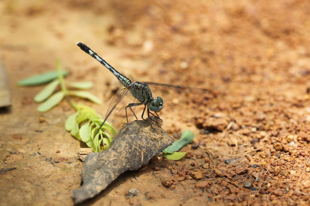 Chalky Percher (Odonata (dragonflies and damselflies) of the British ...