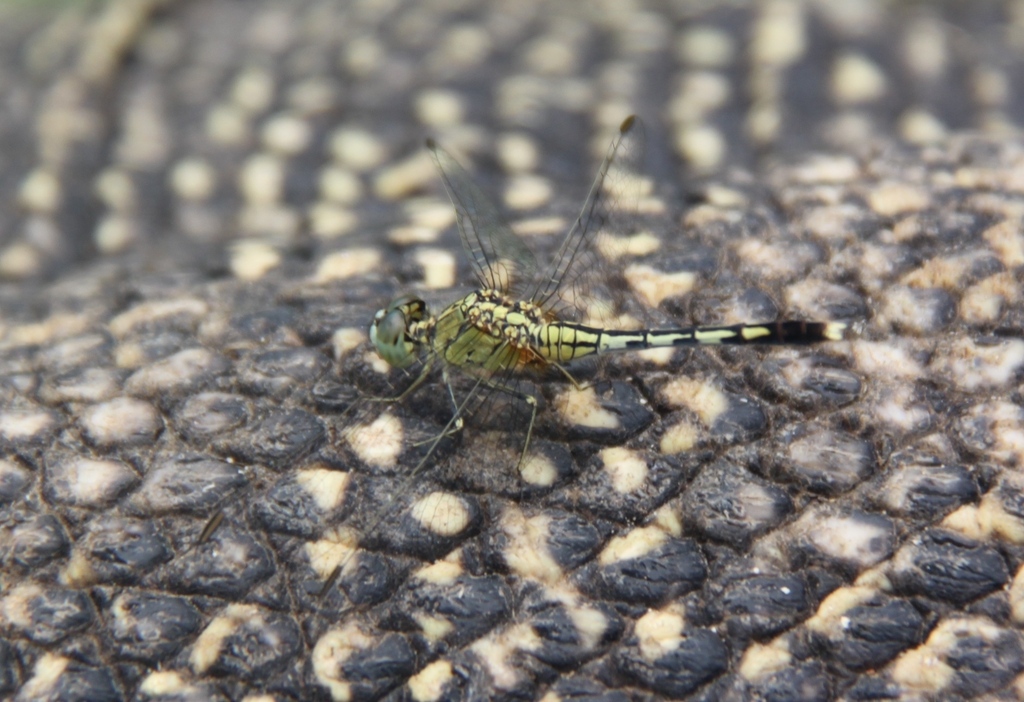 Chalky Percher (Odonata (dragonflies and damselflies) of the British ...
