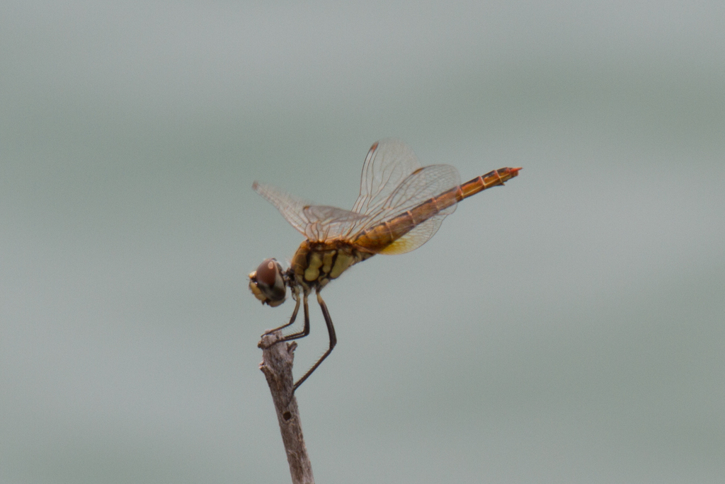 Wandering Pennant (Odonata (dragonflies and damselflies) of the British ...
