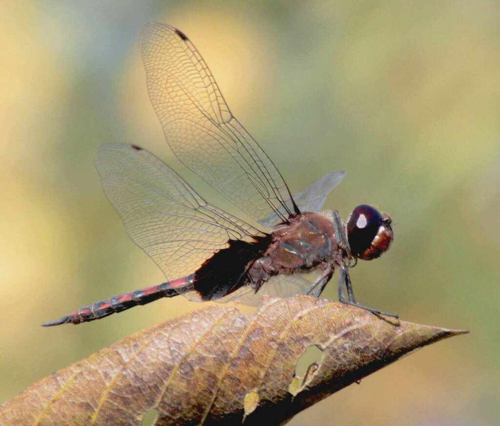 Ferruginous Glider (Odonata (dragonflies and damselflies) of the ...