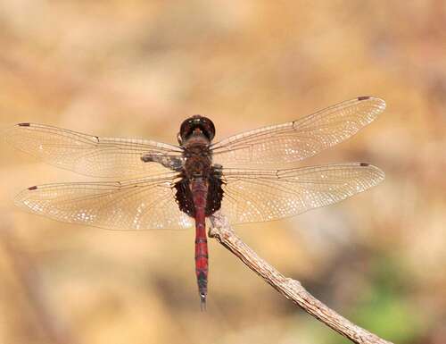 Ferruginous Glider (Odonata (dragonflies and damselflies) of the ...