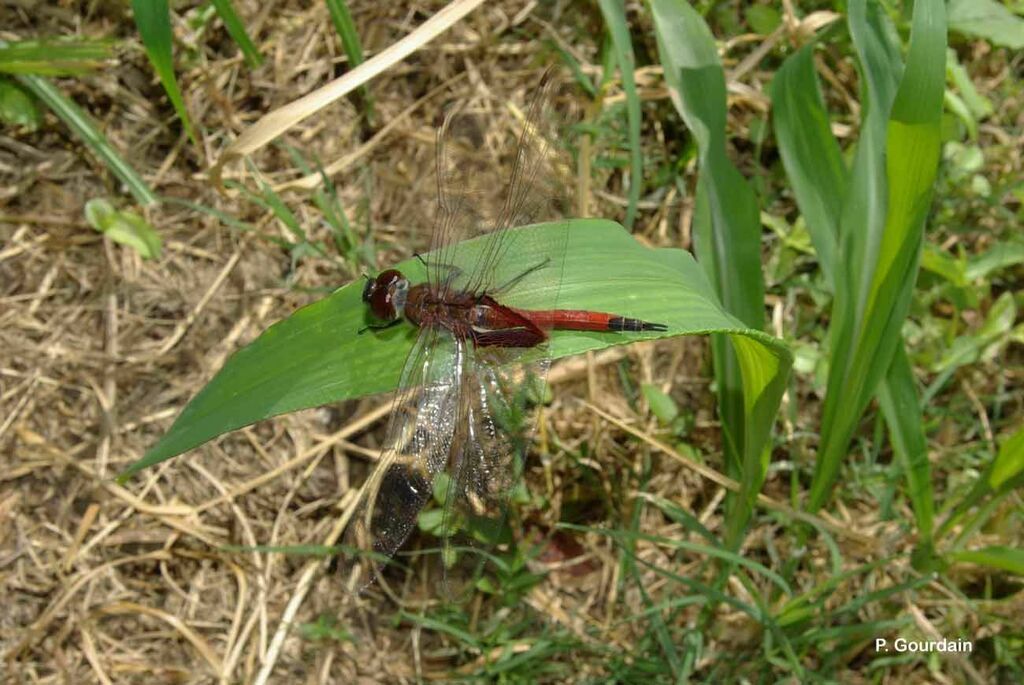 Ferruginous Glider (Odonata (dragonflies and damselflies) of the ...