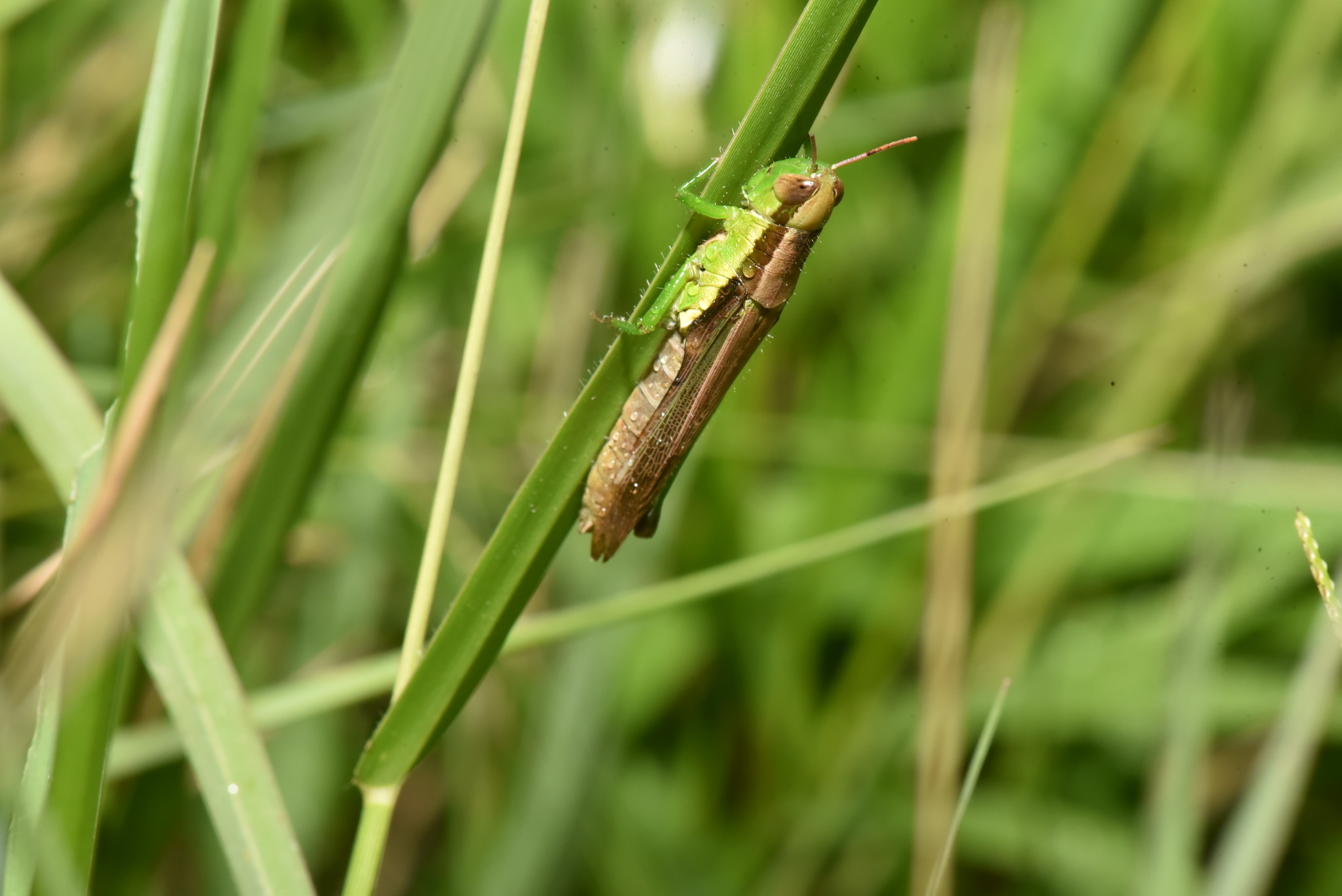 Oxya chinensis (Thunberg, 1815)