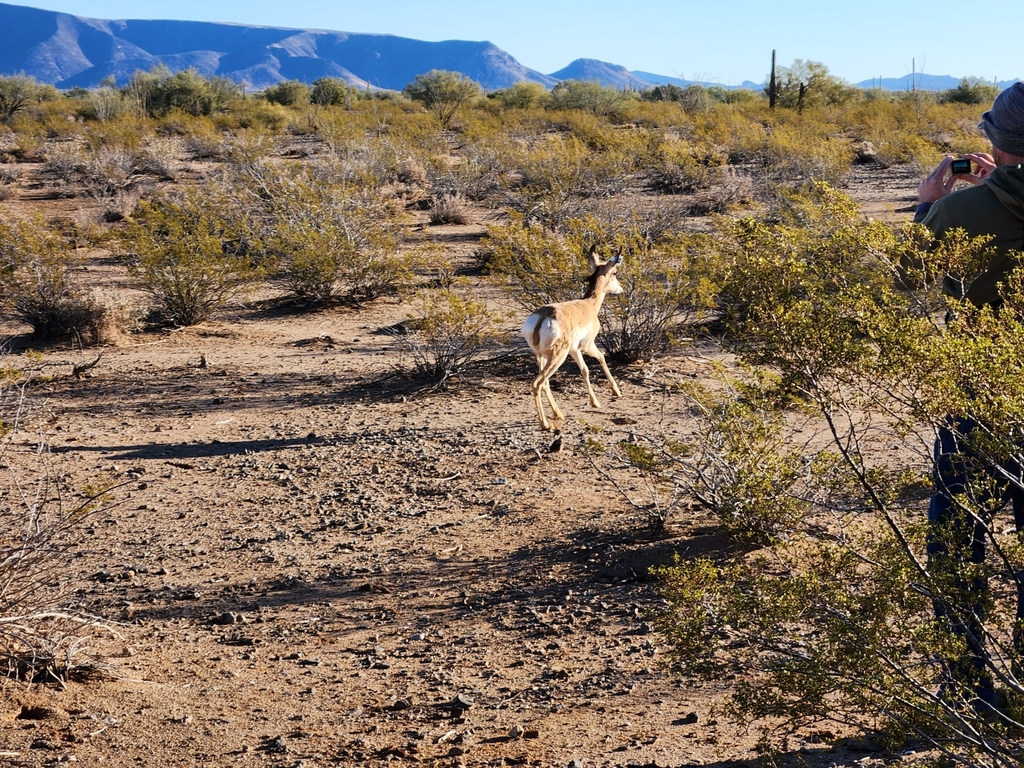 Mexican Pronghorn in December 2022 by JD Mo. Captive breeding pronghorn ...
