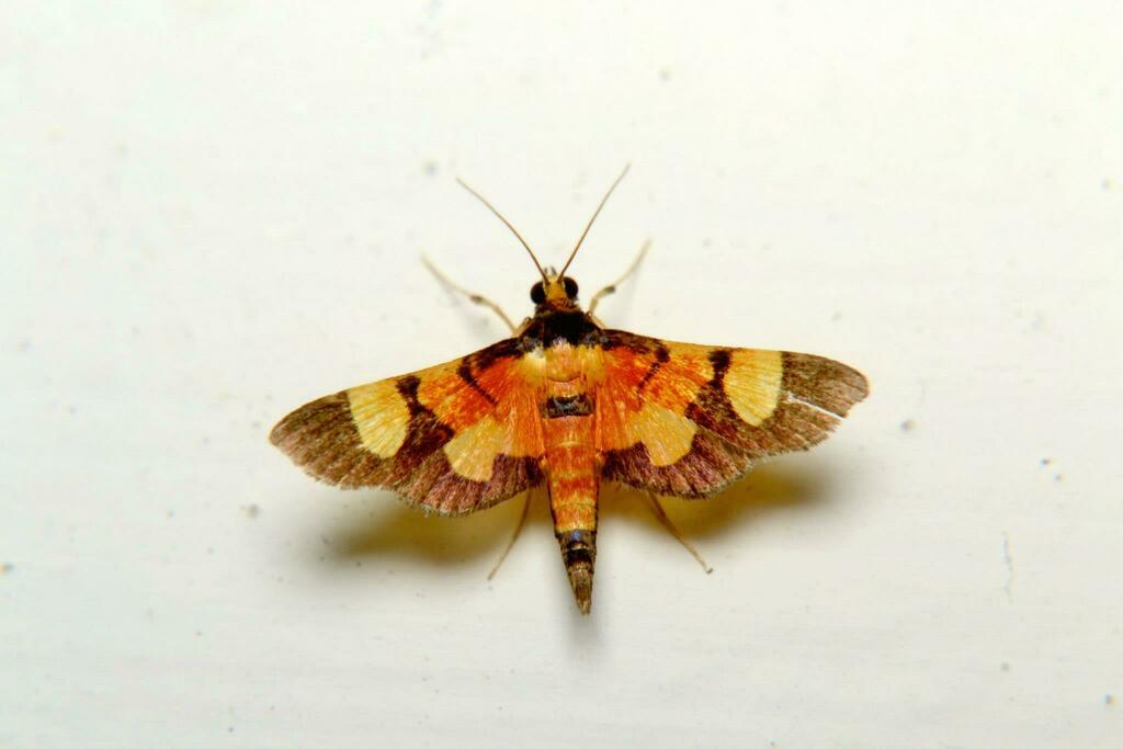 Aethaloessa calidalis (Lepidoptera (butterflies and moths) of the ...