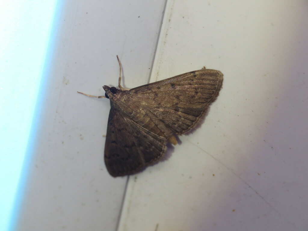 Grass Webworm Moth (Lepidoptera (butterflies and moths) of the British ...