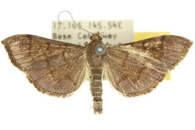 Omiodes poeonalis (Lepidoptera (butterflies and moths) of the Chagos ...