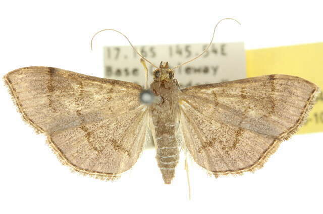 Omiodes poeonalis (Lepidoptera (butterflies and moths) of the Chagos ...