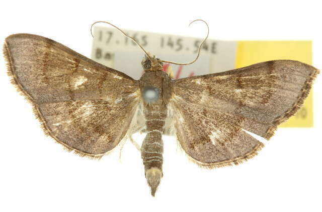 Omiodes poeonalis (Lepidoptera (butterflies and moths) of the Chagos ...