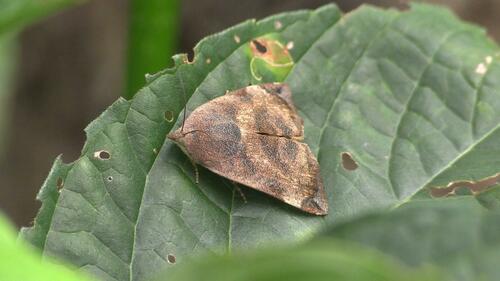 Teak Defoliator (Lepidoptera (butterflies and moths) of the British ...