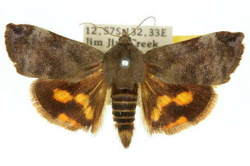 Teak Defoliator (Lepidoptera (butterflies and moths) of the British ...