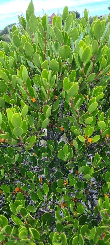 Pterocelastrus from Overberg, ZA-WC, ZA on December 15, 2022 at 01:42 ...