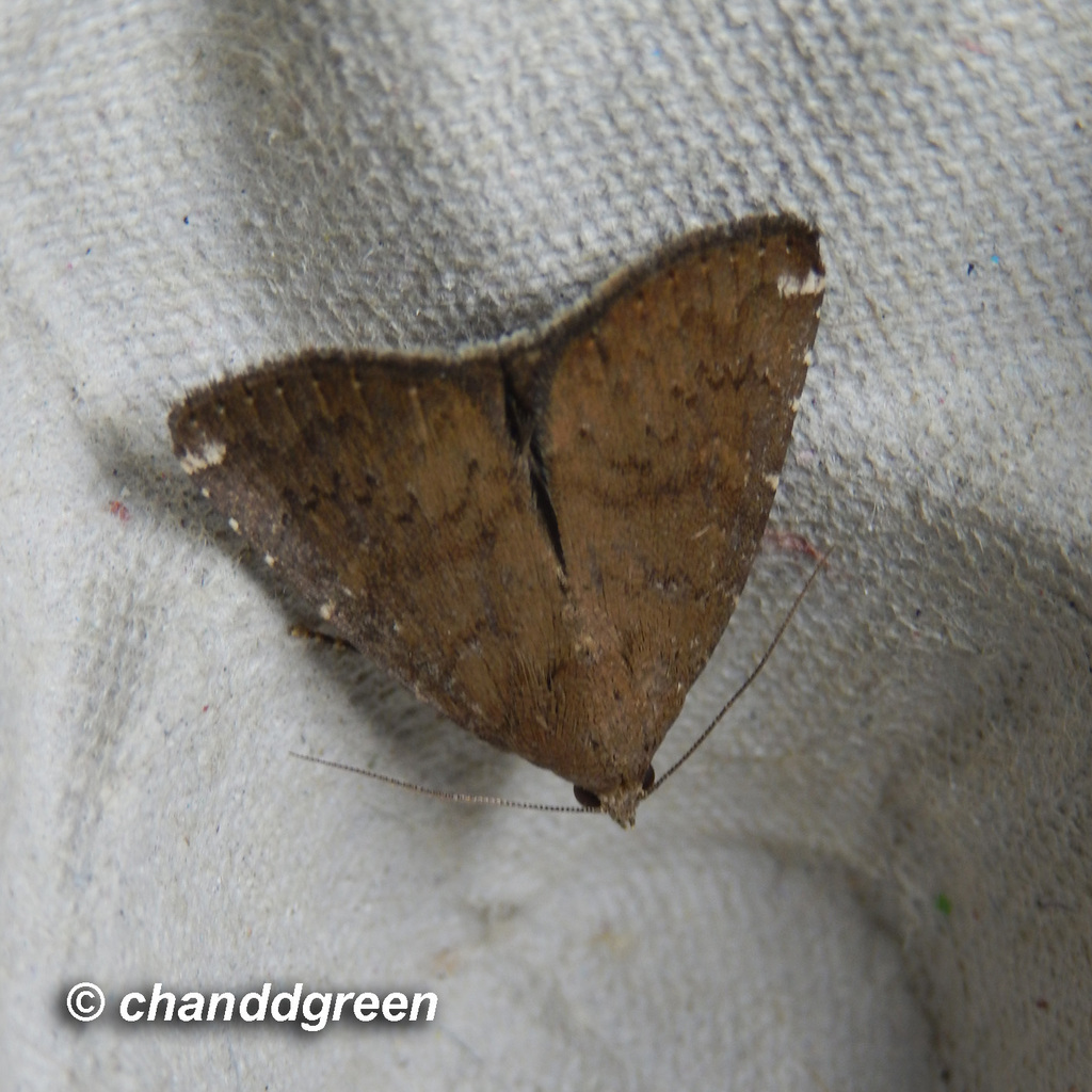 Oriental Eight-spot (Lepidoptera (butterflies and moths) of the British ...