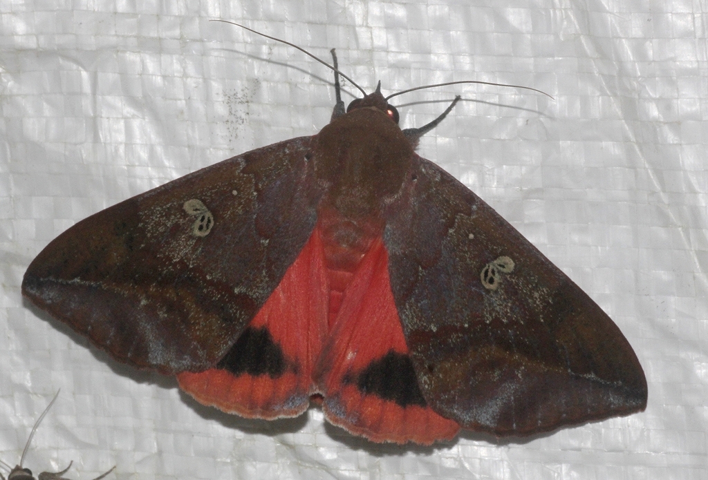 Thyas honesta (Lepidoptera (butterflies and moths) of the Chagos ...