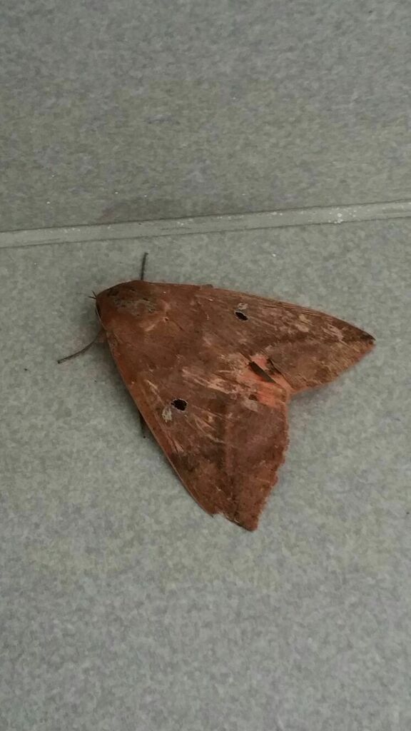 Thyas honesta (Lepidoptera (butterflies and moths) of the Chagos ...