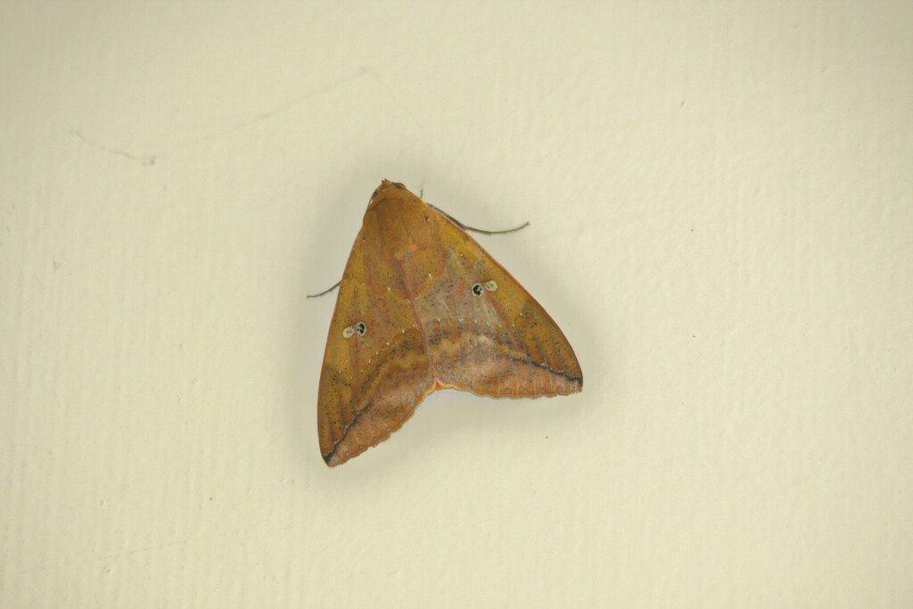 Thyas honesta (Lepidoptera (butterflies and moths) of the Chagos ...