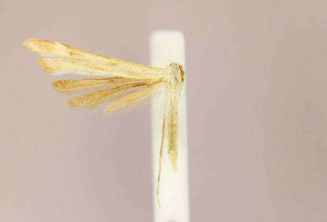Yarrow Plume Moth (Lepidoptera (butterflies and moths) of the Chagos ...