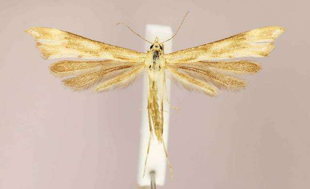 Yarrow Plume Moth (Lepidoptera (butterflies and moths) of the Chagos ...