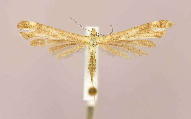 Yarrow Plume Moth (Lepidoptera (butterflies and moths) of the Chagos ...