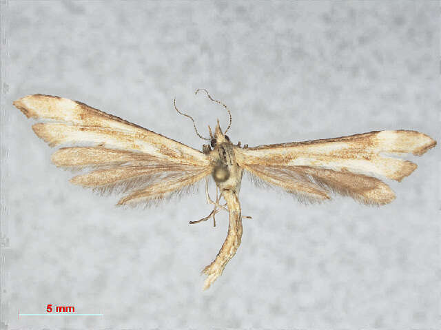 Yarrow Plume Moth (Lepidoptera (butterflies and moths) of the Chagos ...