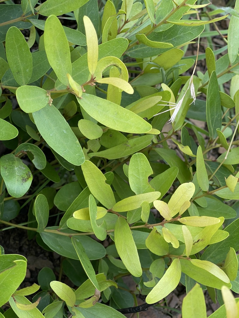 Blue Gwarrie from Track 1, KZN, ZA on December 6, 2022 at 09:02 AM by ...