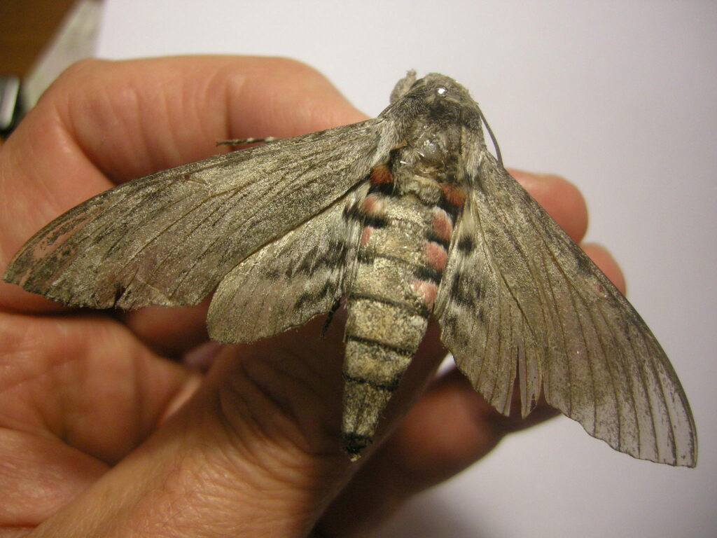 Convolvulus Hawkmoth (Lepidoptera (butterflies and moths) of the ...