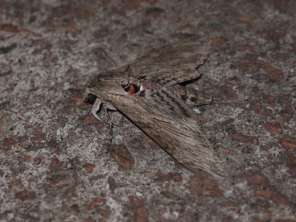 Convolvulus Hawkmoth (Lepidoptera (butterflies and moths) of the ...