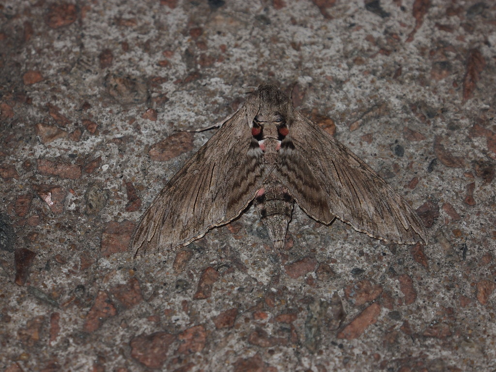 Convolvulus Hawkmoth (Lepidoptera (butterflies and moths) of the Chagos ...