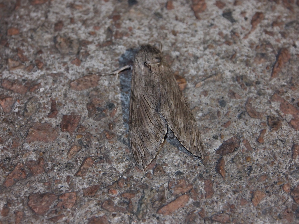 Convolvulus Hawkmoth (Lepidoptera (butterflies and moths) of the ...