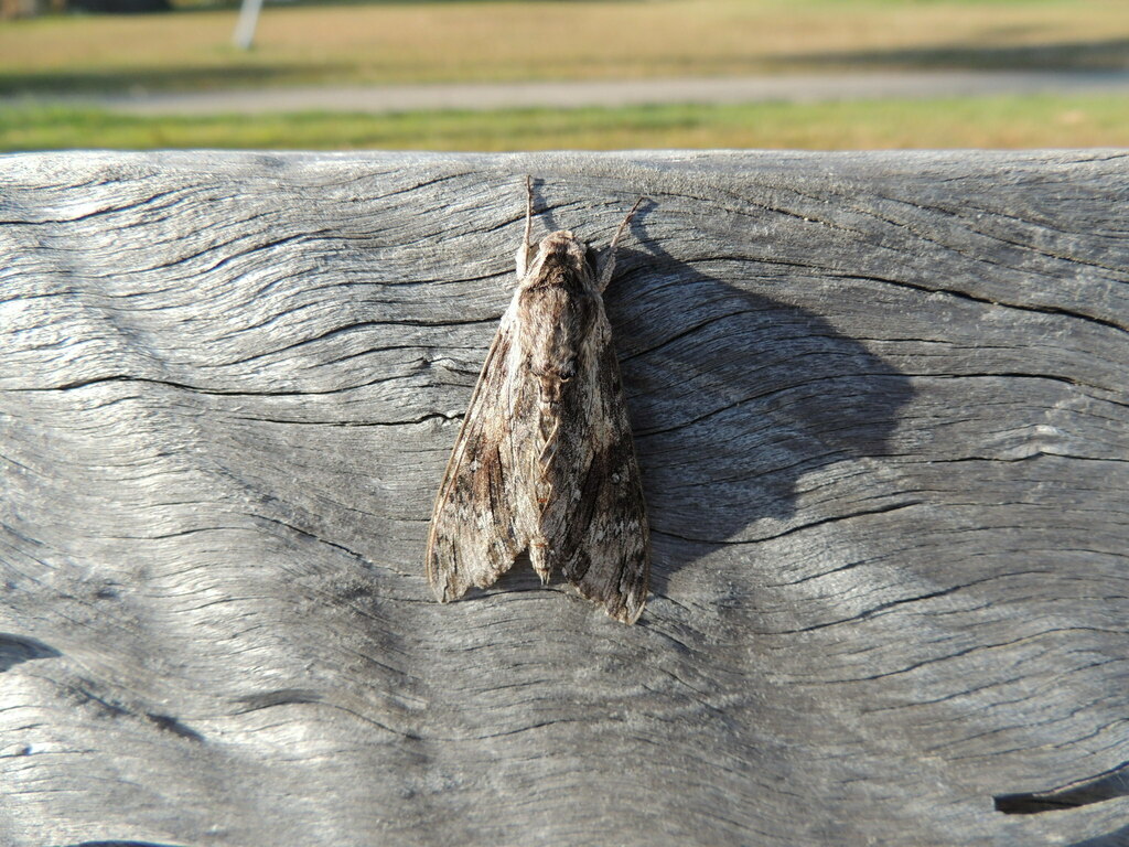 Convolvulus Hawkmoth (Lepidoptera (butterflies and moths) of the ...