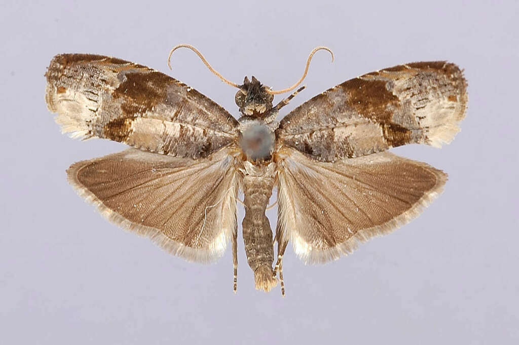 Mango Flower Webworm (Lepidoptera (butterflies and moths) of the ...