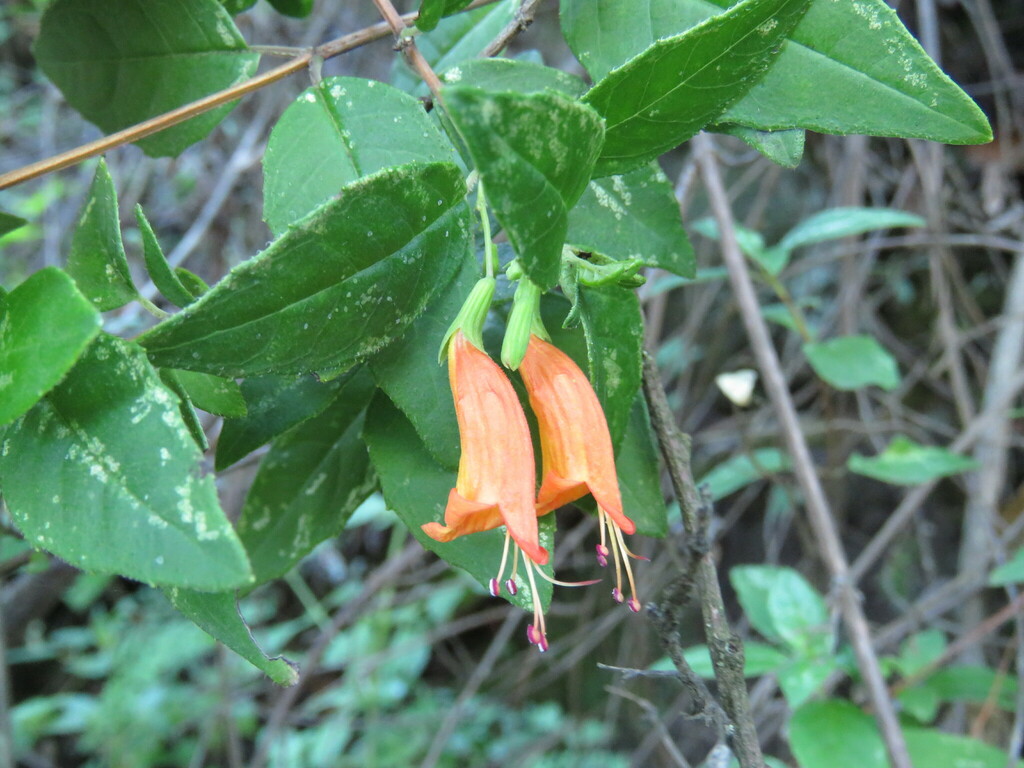 Clinopodium macrostemum from Tuxpan, Jal., México on December 3, 2022 ...
