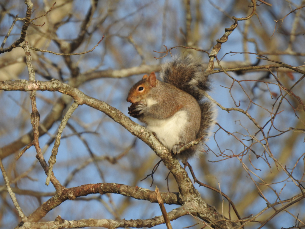 Eastern Gray Squirrel from Westborough, MA, USA on December 10, 2022 at ...