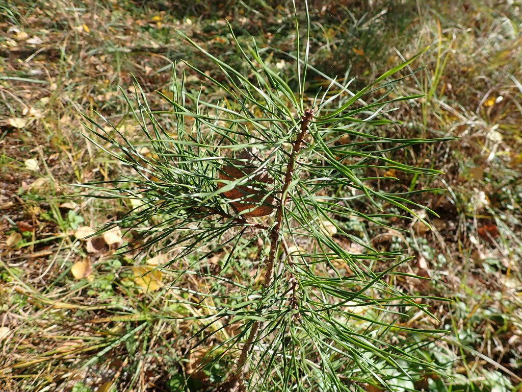 Scots pine from Belgorod, Belgorod, Russia on October 16, 2022 at 12:55 ...
