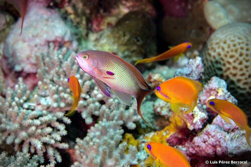 Checklist de Ra · BioDiversity4All