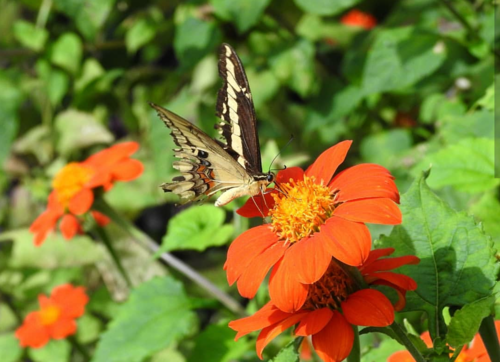 Subespecie Heraclides paeon thrason · NaturaLista Colombia