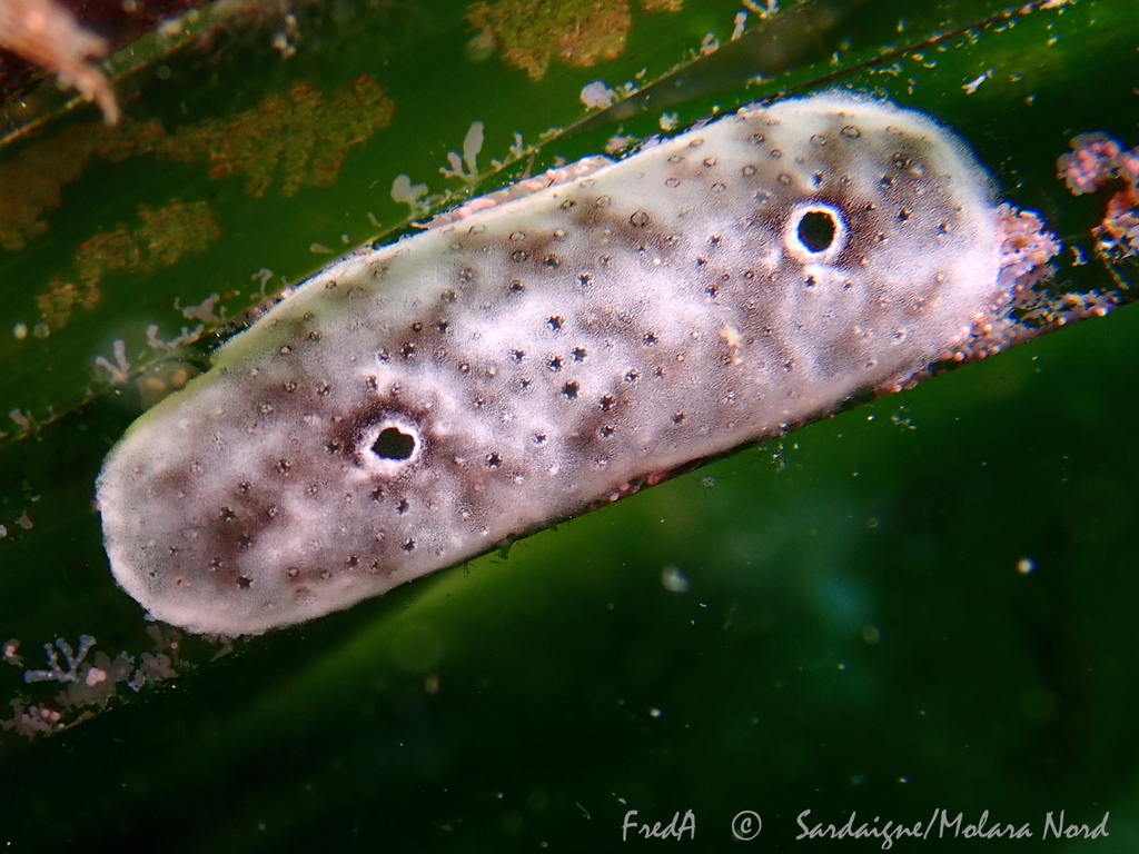 Trididemnum cereum from Olbia-Tempio, Sardegna, IT on July 04, 2019 at ...