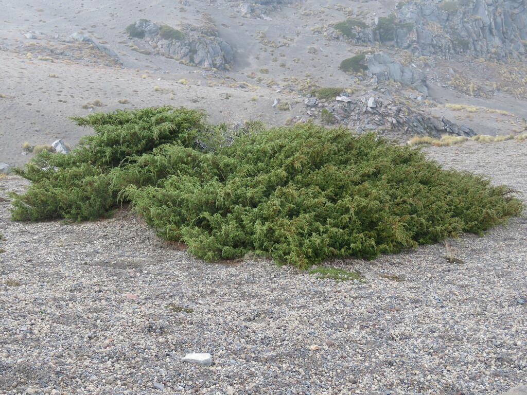 Mexican alpine juniper from Tuxpan, Jal., México on December 4, 2022 at ...