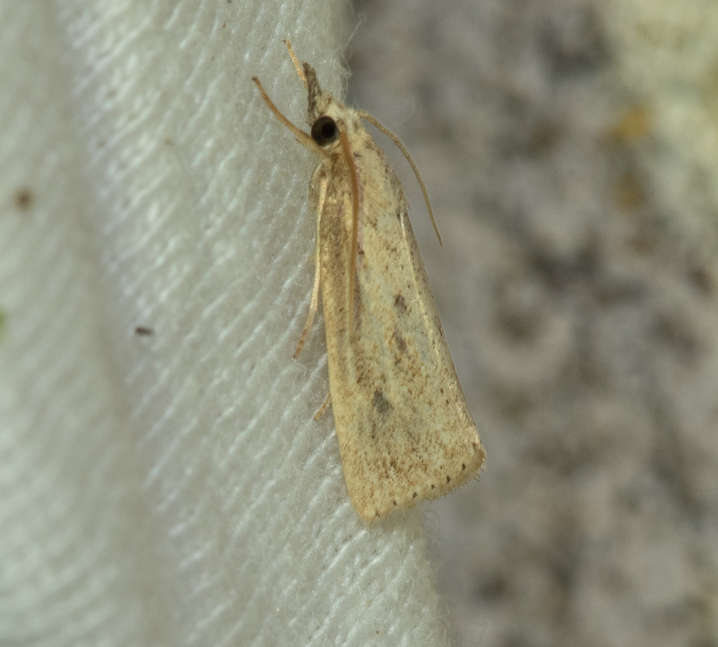 Chilo suppressalis from Arles, France on September 8, 2022 at 11:40 PM ...