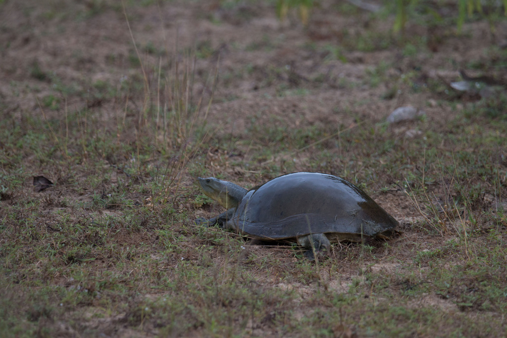 Sri Lankan Flapshell Turtle in January 2022 by Aleksey Levashkin ...