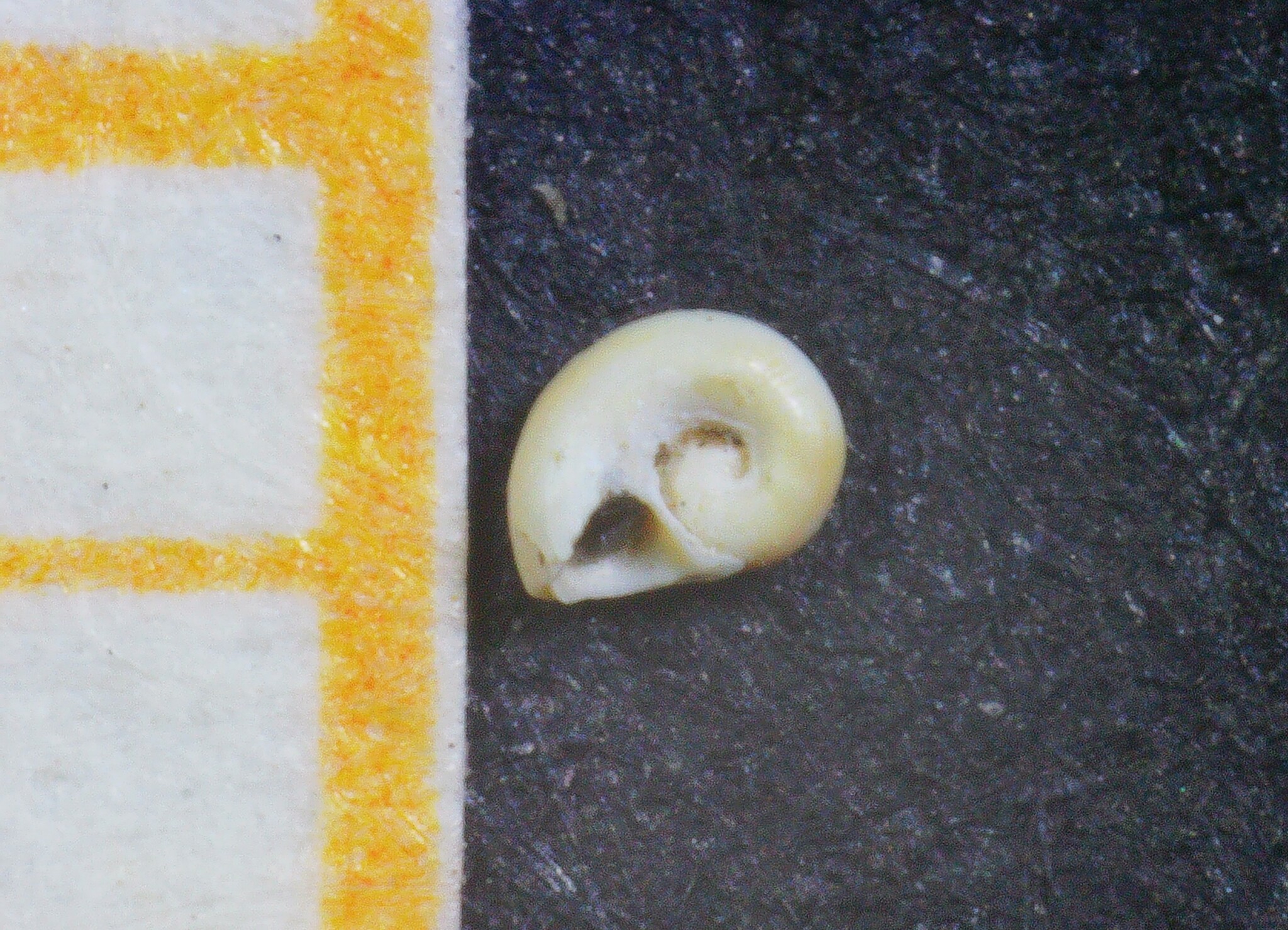 Gyraulus parvus (Say, 1817)