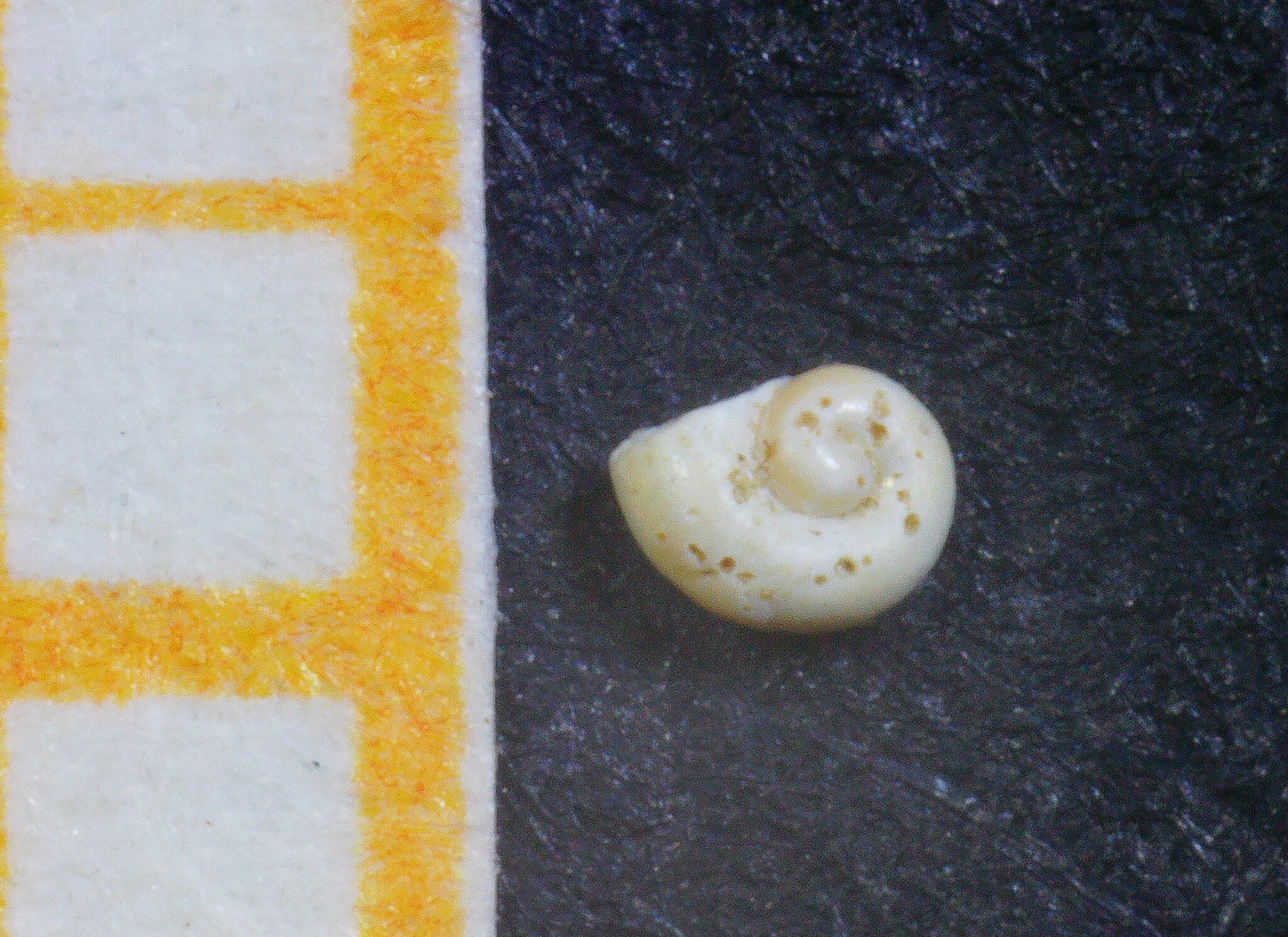 Gyraulus parvus (Say, 1817)