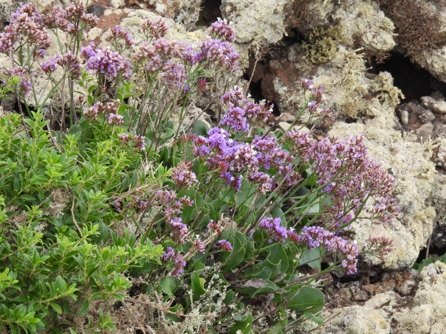 Limonium puberulum (Webb) Kuntze