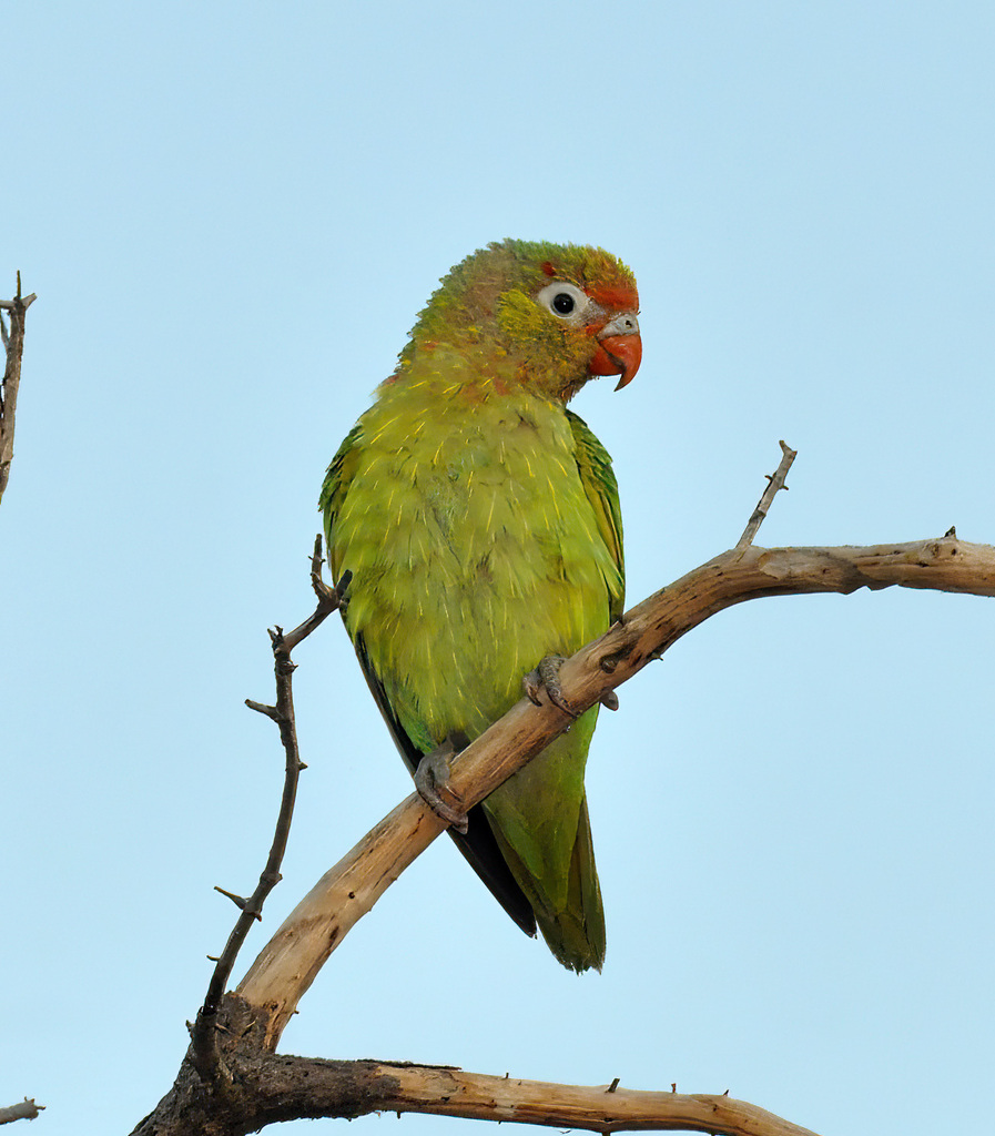 Varied Lorikeet (Psitteuteles versicolor) - Avian Discovery