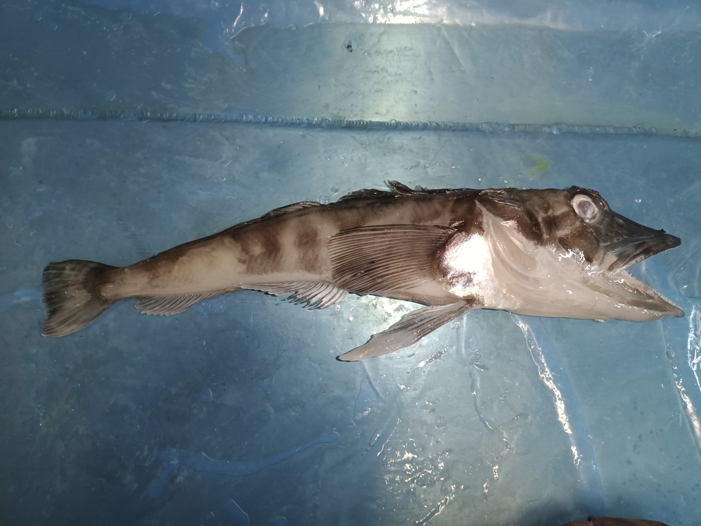 Ocellated icefish (Chionodraco rastrospinosus) - Marine Life Identification