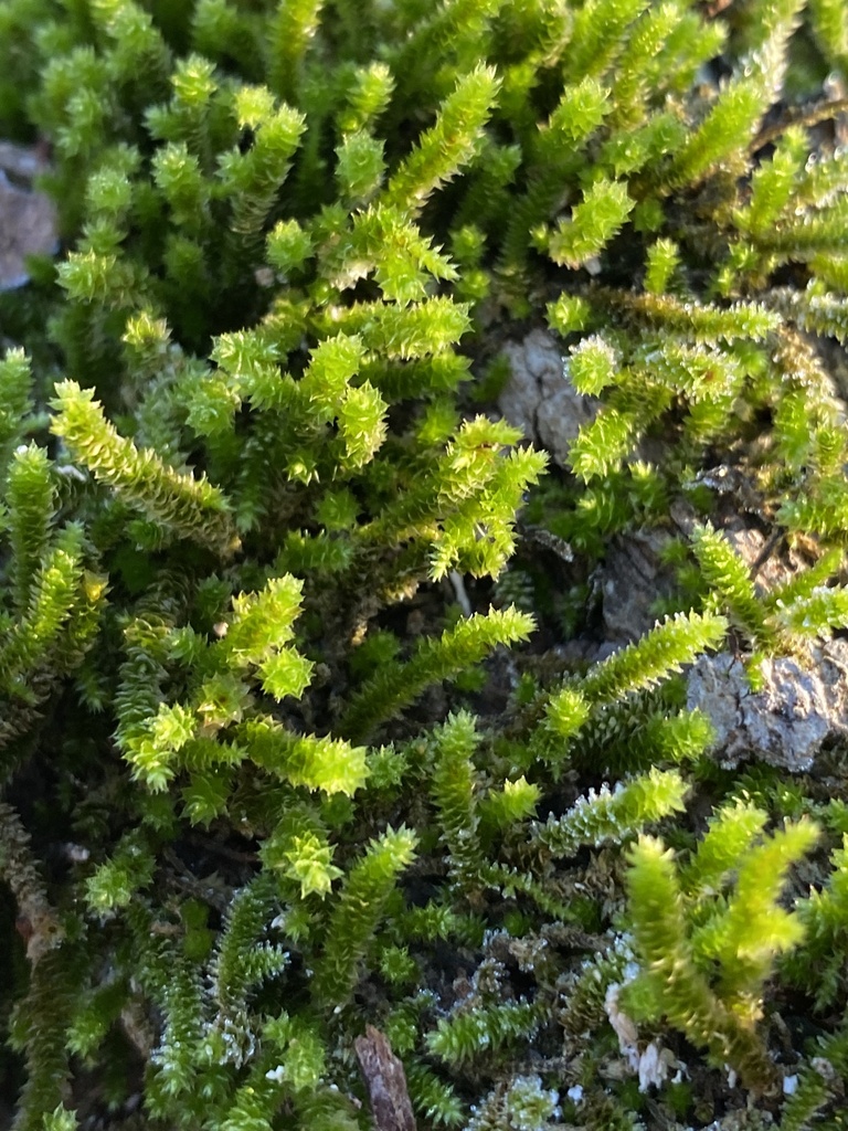 mosses from Fort Worth Nature Center & Refuge, Fort Worth, TX, US on December 15, 2022 at 08:21 ...