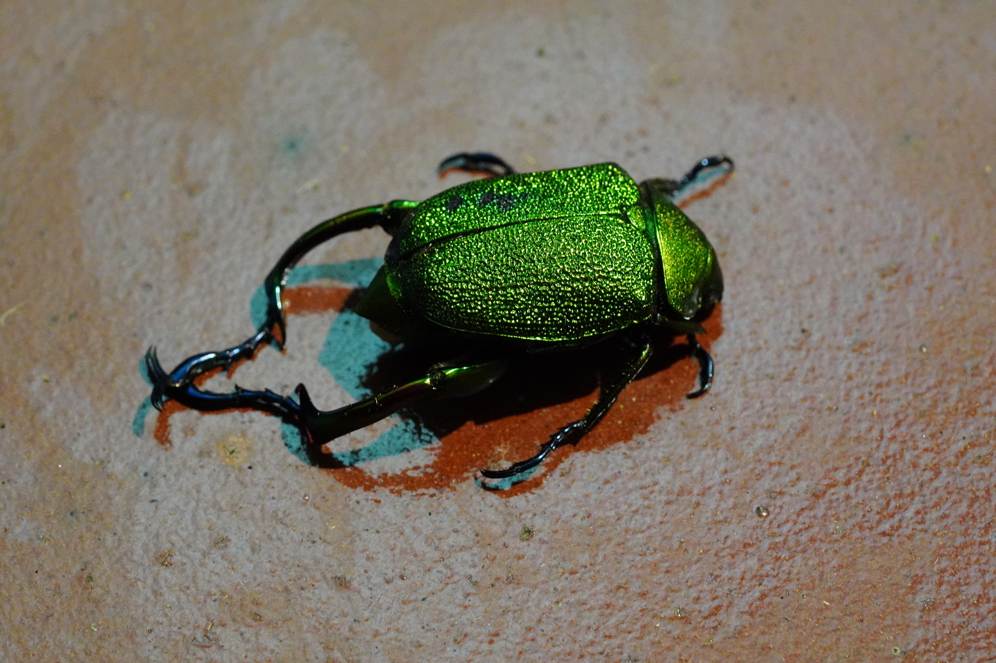 Chrysophora chrysochlora (Latreille, 1812)