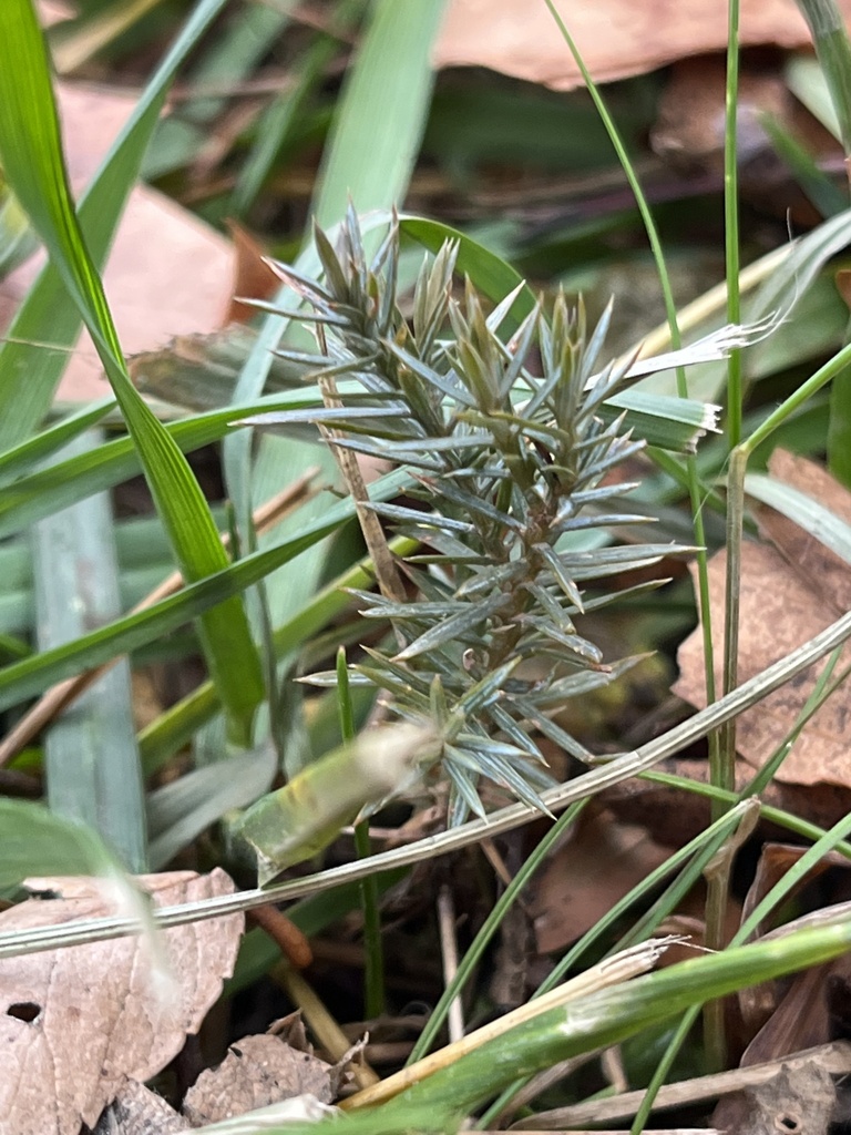 common juniper from N Thayer St, Ann Arbor, MI, US on December 15, 2022 ...